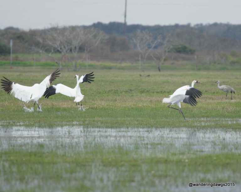 Magnificent Endangered Whooping Cranes – Wandering Dawgs