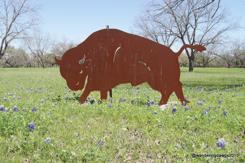 Bluebonnets on the LBJ Ranch – Wandering Dawgs