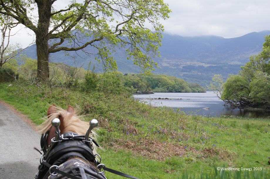 Killarney, Blarney, Cobh and Irish Whiskey – Wandering Dawgs