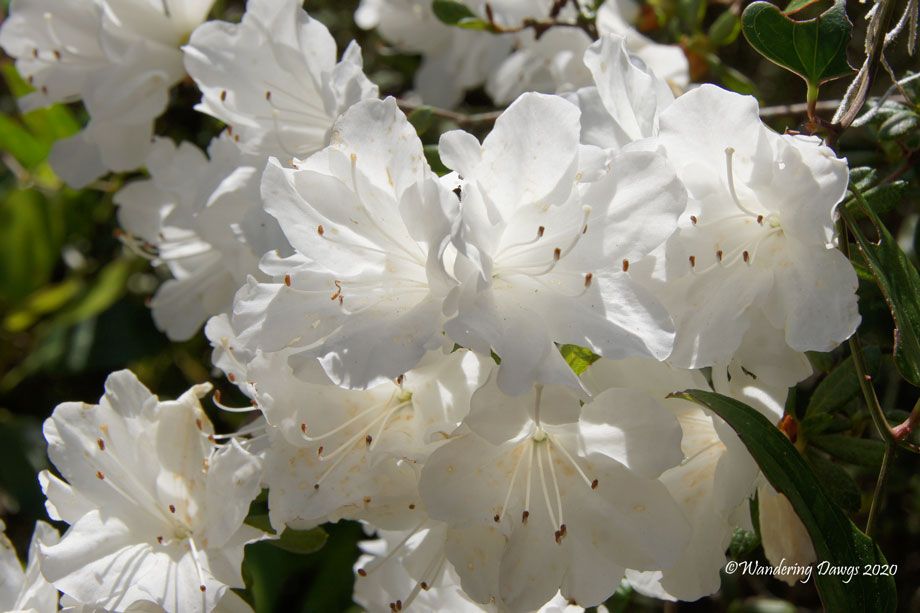 First Day of Spring 2020 – Wandering Dawgs