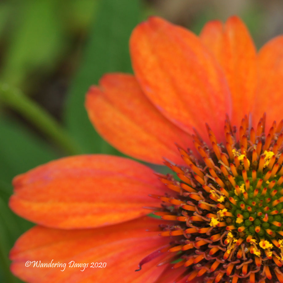 Lens-Artists #101: One Single Flower – Wandering Dawgs