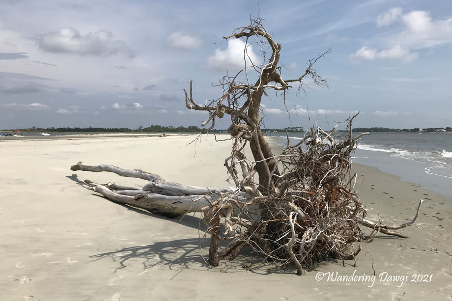 Fallen trees along the Georgia Coast – Wandering Dawgs