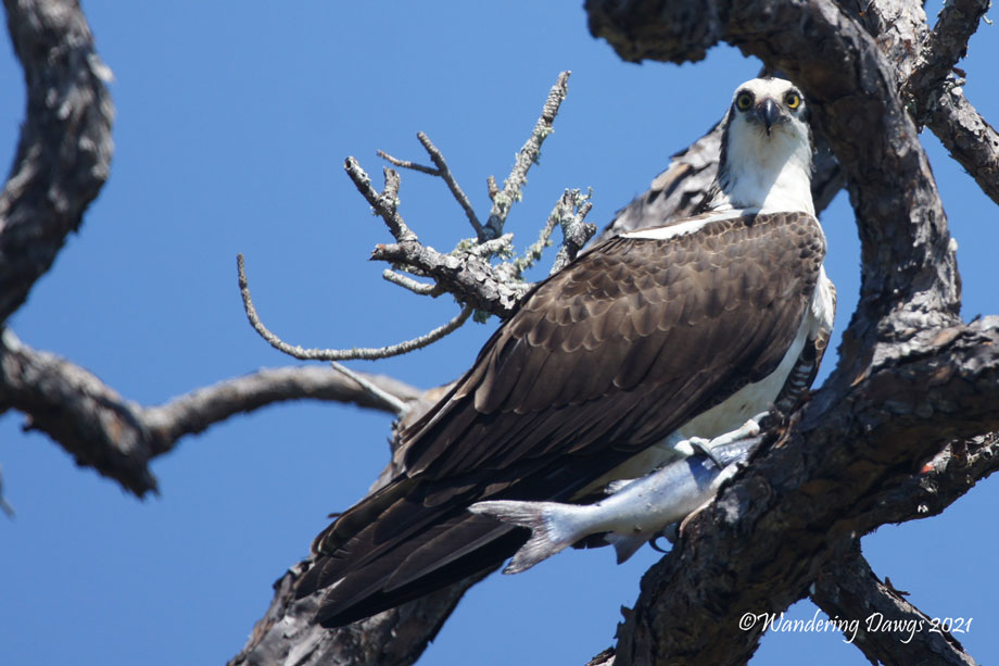Bird Weekly Challenge – Osprey, White Pelican and Anhinga – Wandering Dawgs