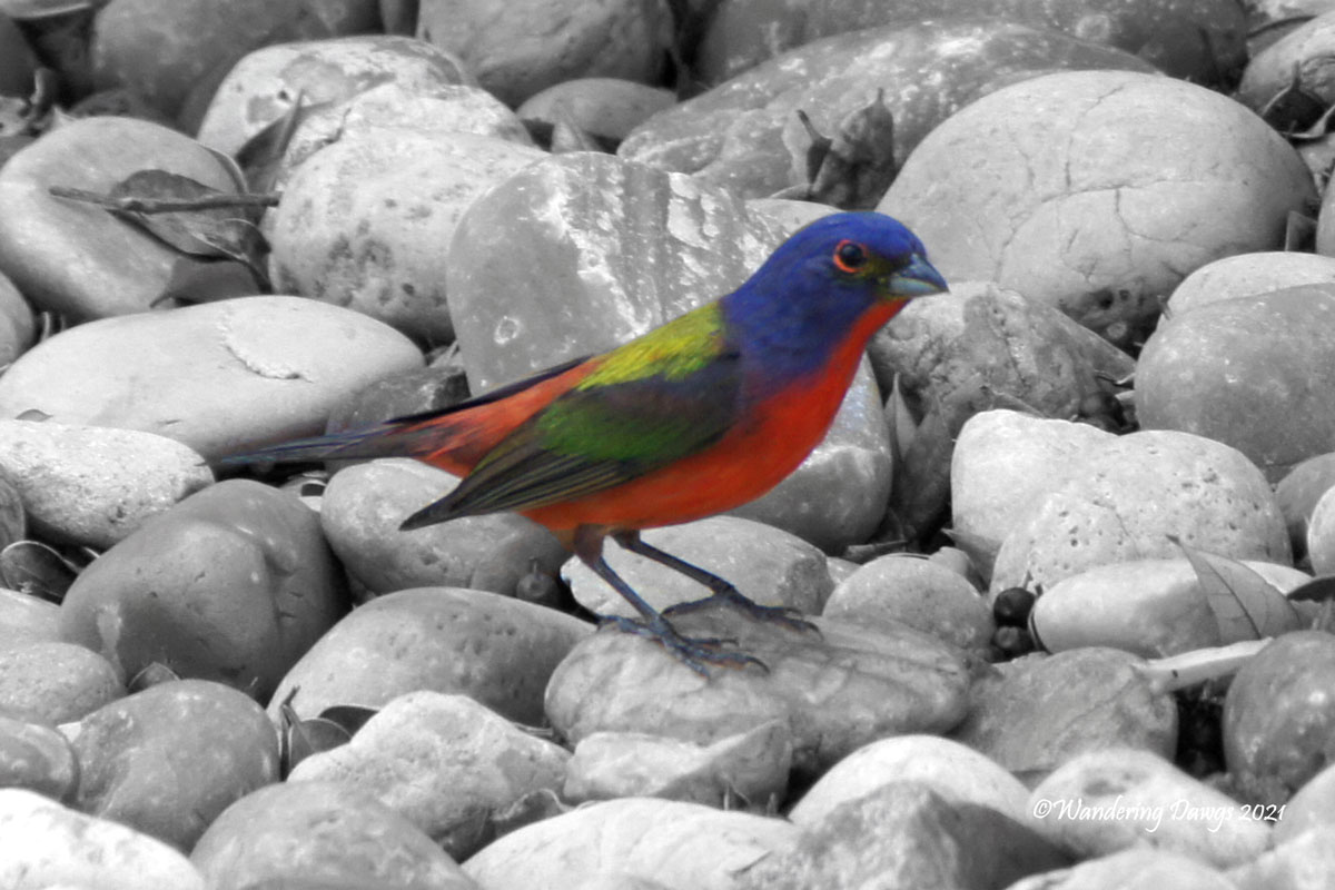 Birds Using Selective Color – Wandering Dawgs