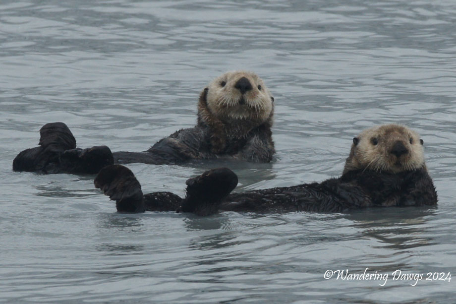 Sea Otter Awareness Week – Wandering Dawgs