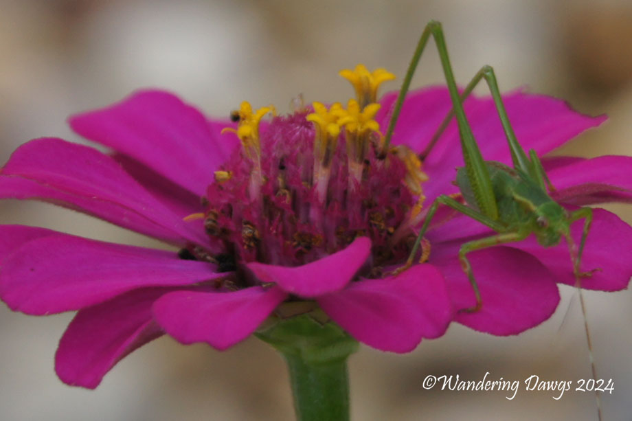 Sunday Stills: Insects in the Garden – Wandering Dawgs