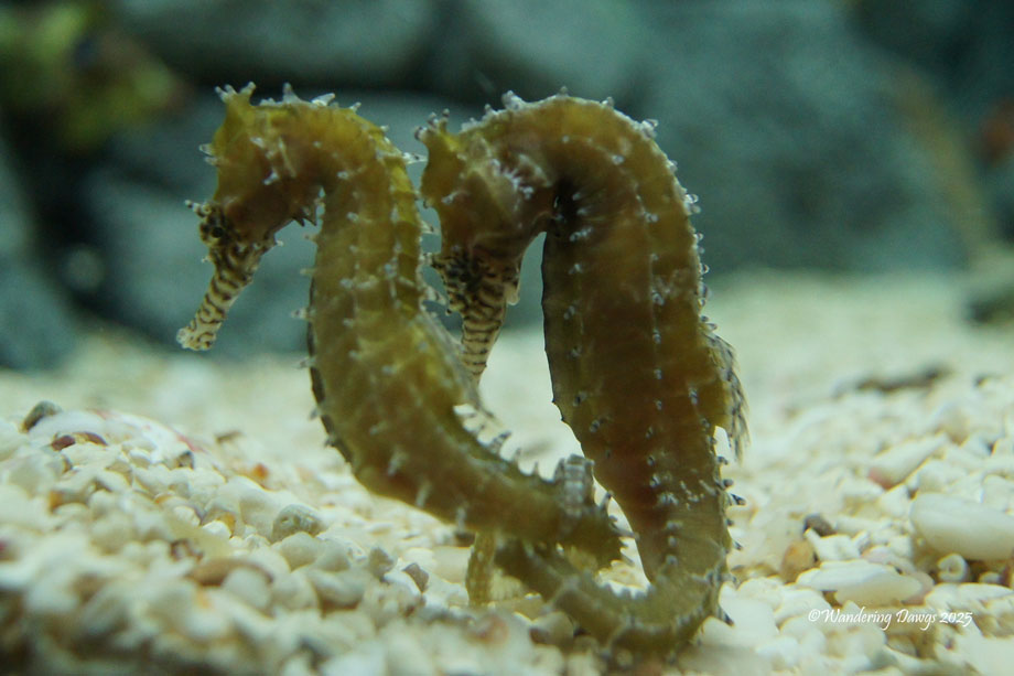 Lens Artists Photo Challenge #339 – Life Changes – Wandering Dawgs