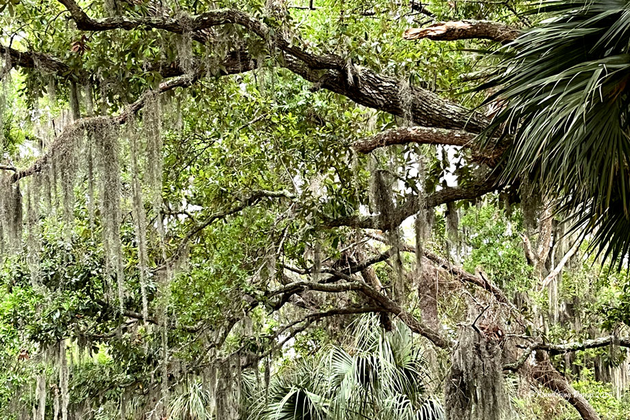 Sunday Stills – Trees in Coastal Georgia – Wandering Dawgs
