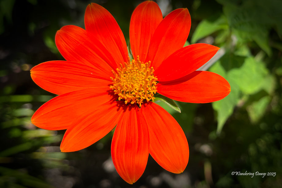 Sunday Stills – Yellow and Burnt Orange – Wandering Dawgs