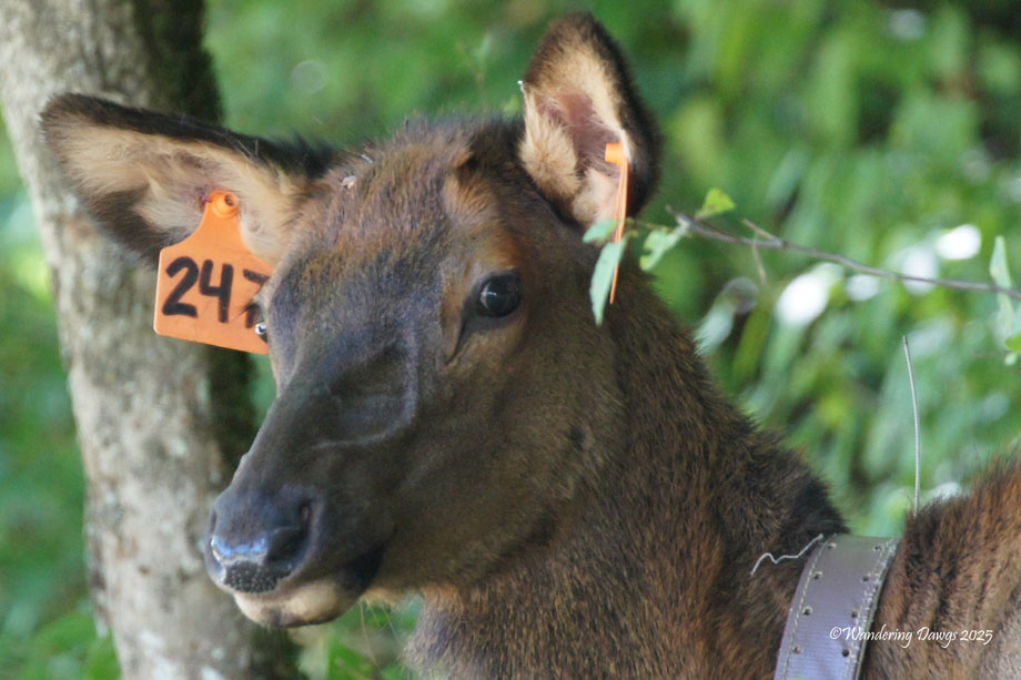 Sunday Stills – World Animal Day – Wandering Dawgs