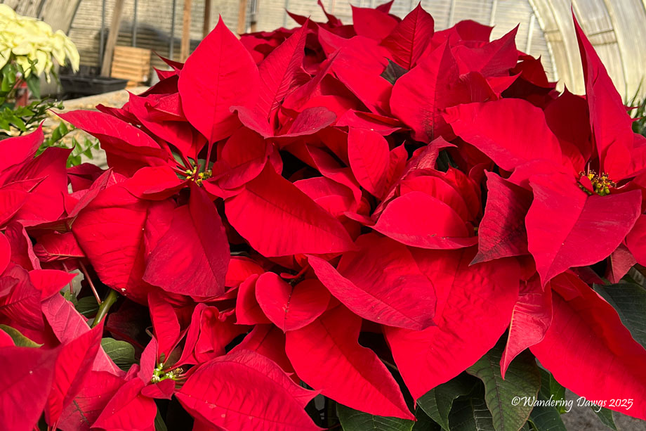 Cellpic Sunday – Poinsettias – Wandering Dawgs