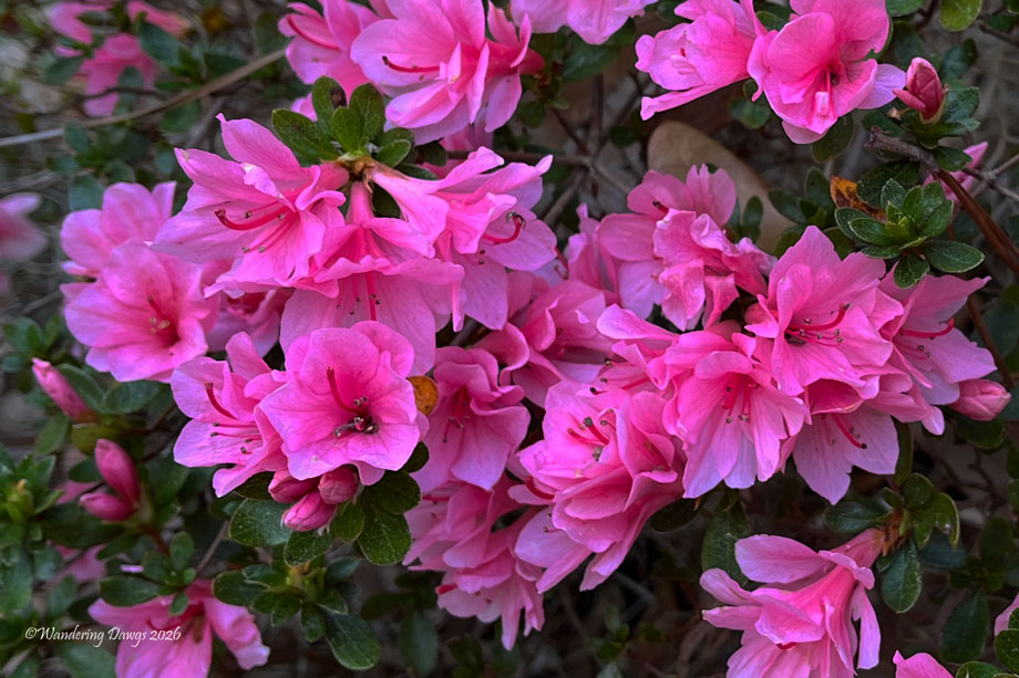 The Flower Hour #22 – First Azaleas – Wandering Dawgs